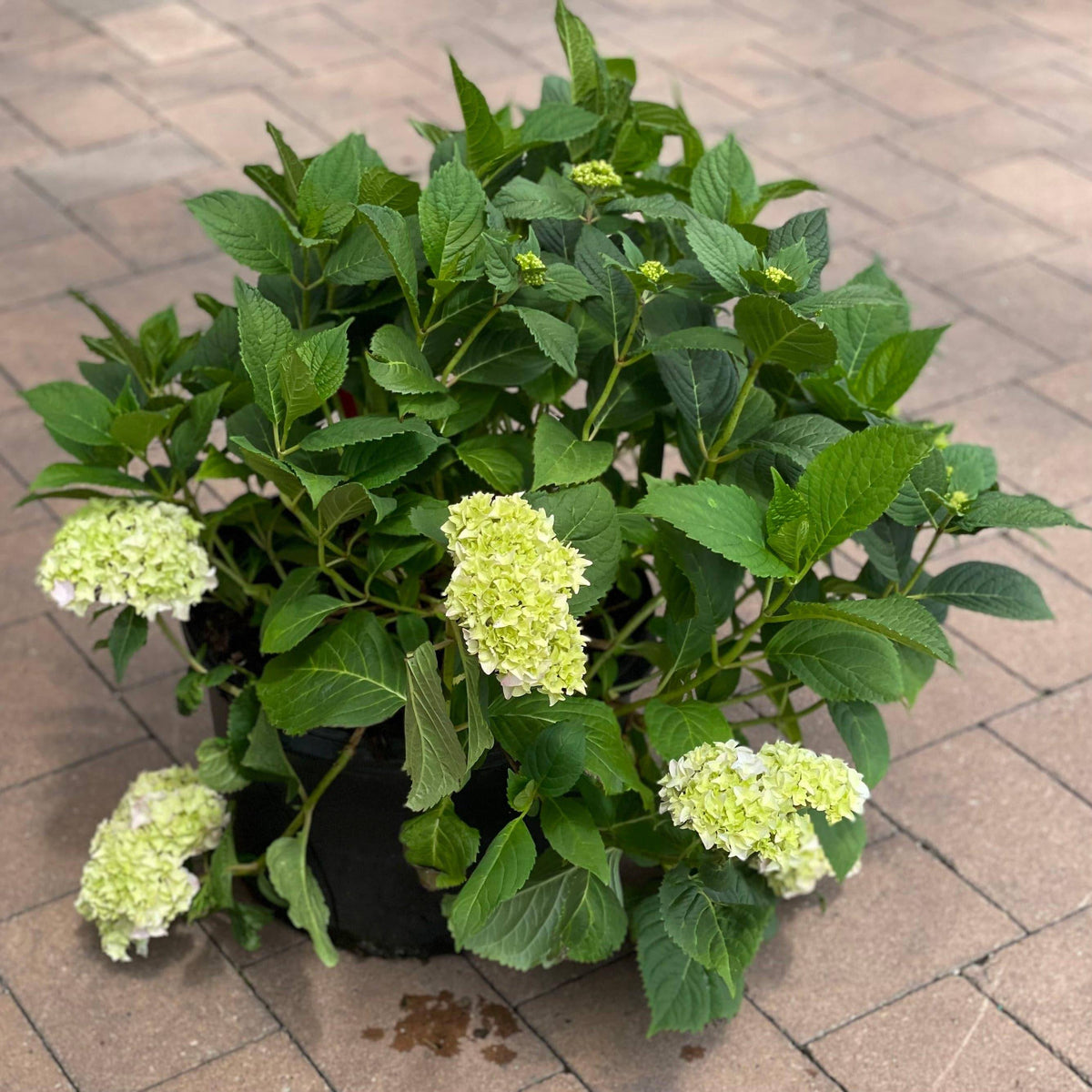 Hydrangea - Nikko Blue - 5 gallon