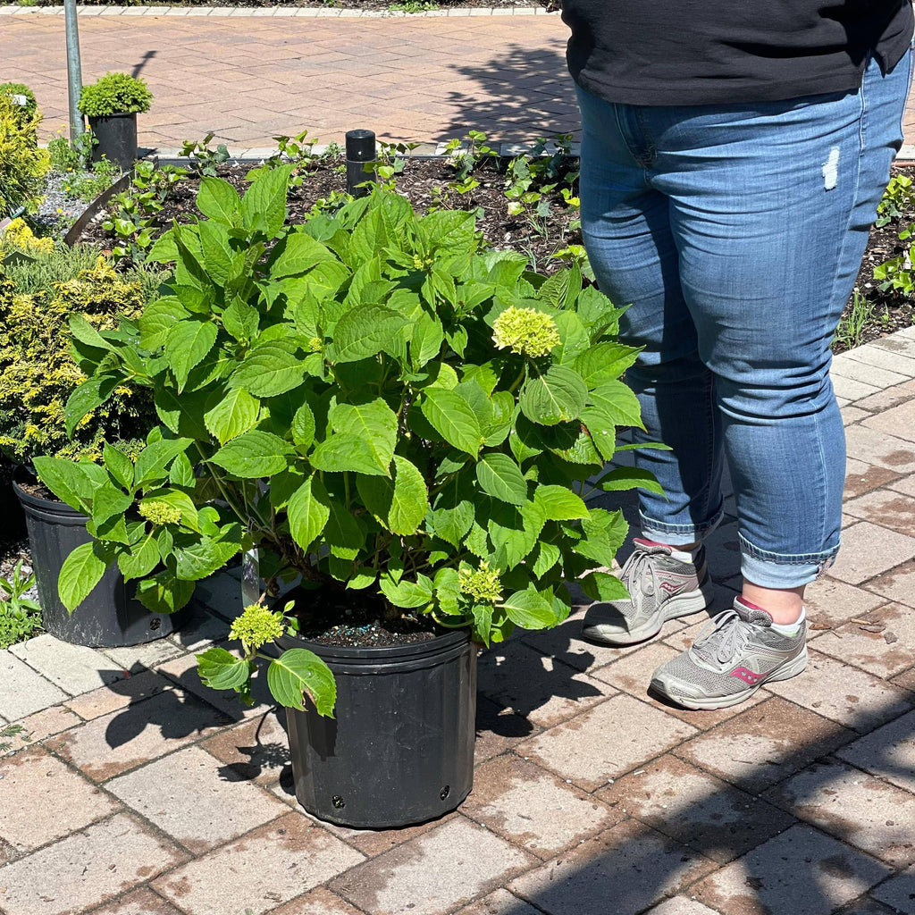 Hydrangea - Penny Mac - 3 gallon