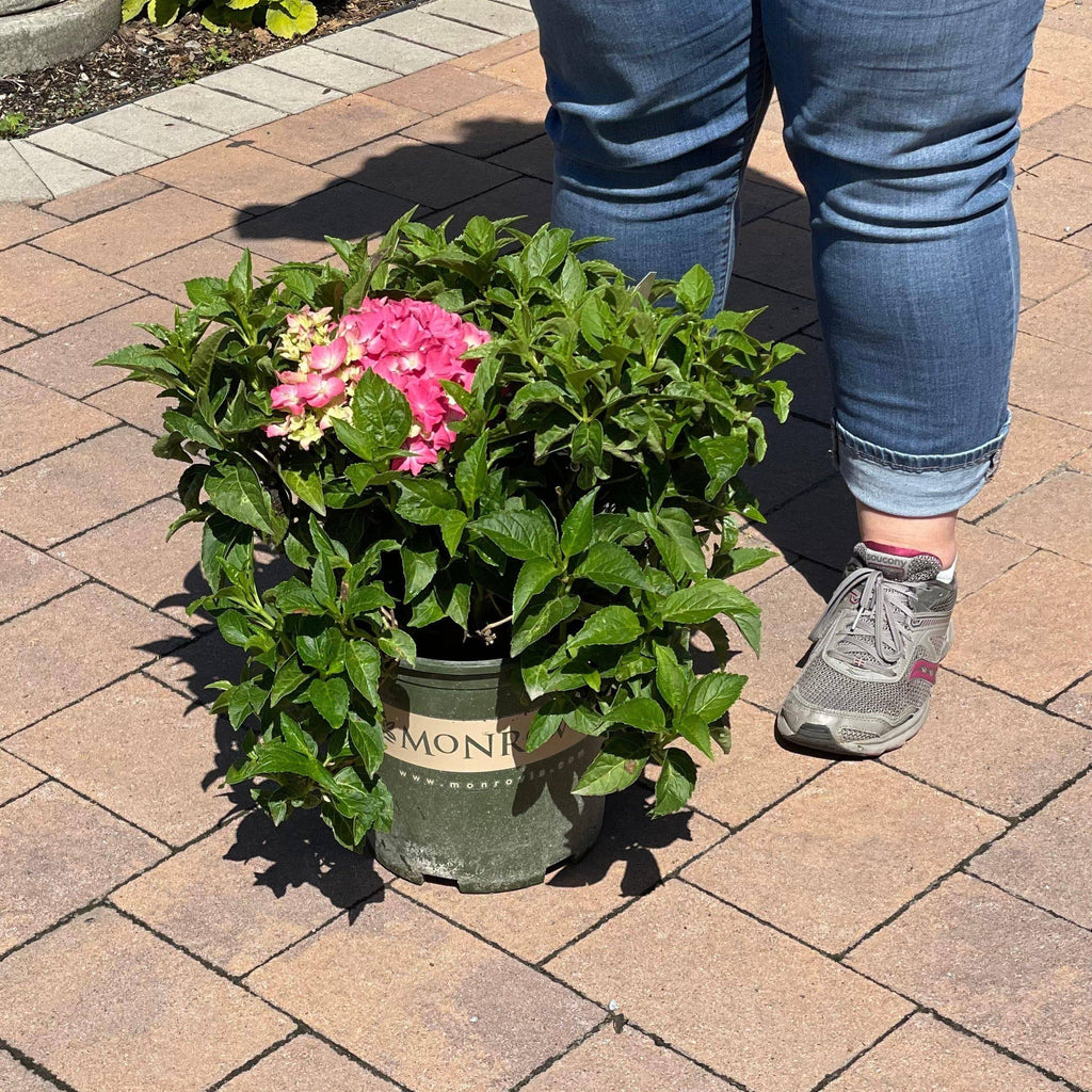 Hydrangea - Pink Elf - 2 gallon