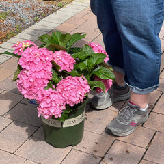 Hydrangea - Pink Splendor - 2 gallon