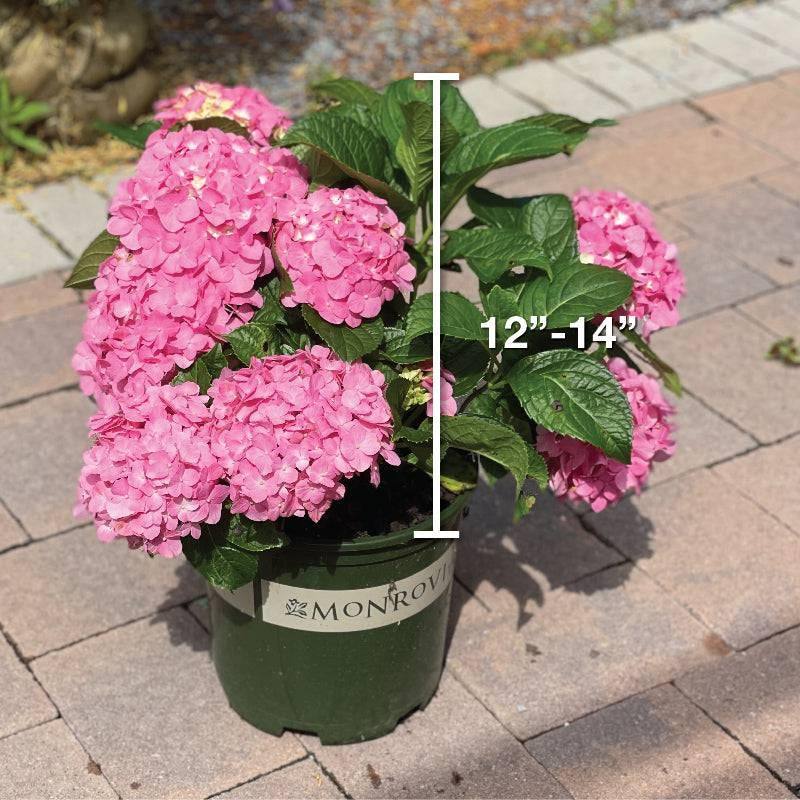 Hydrangea - Pink Splendor - 2 gallon