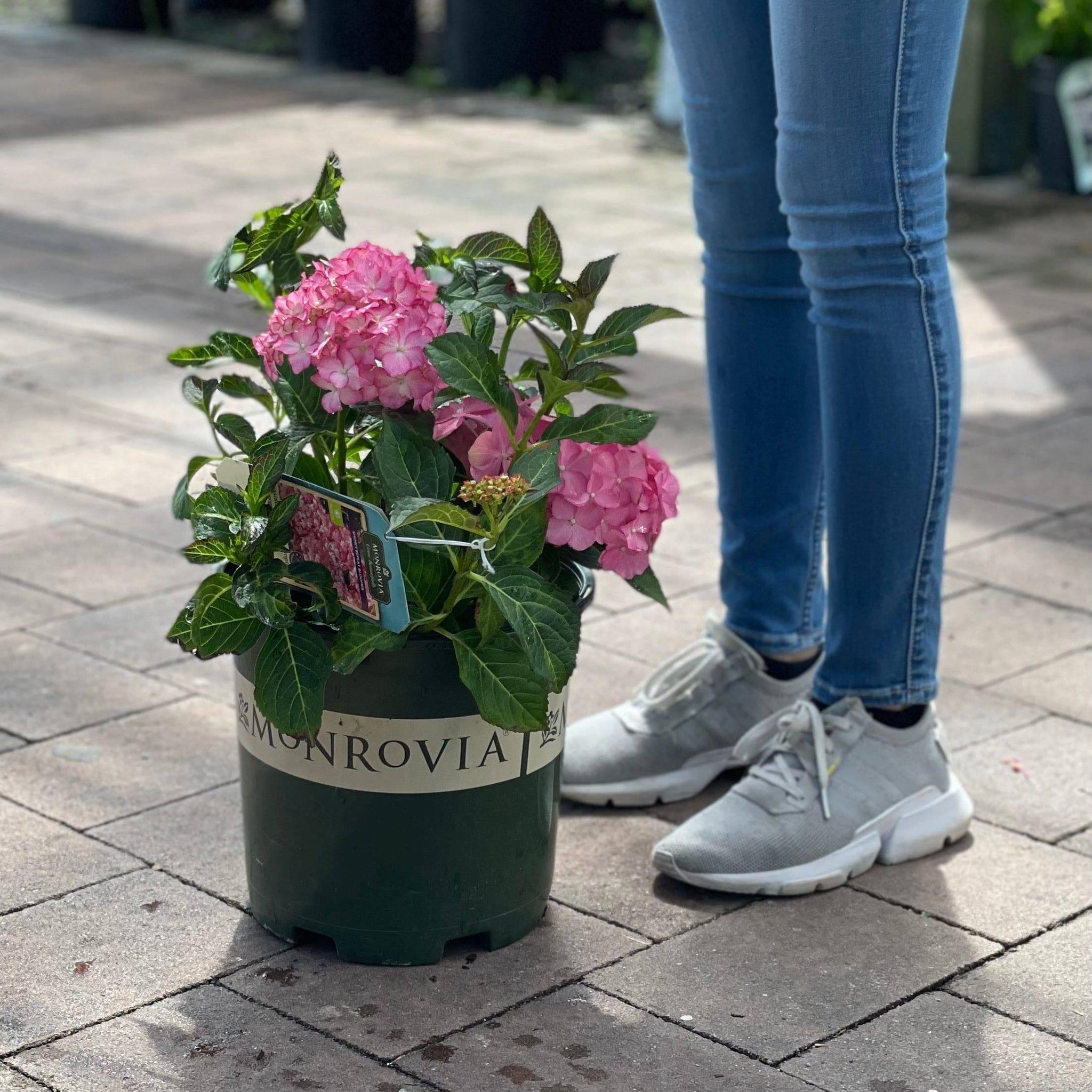 Hydrangea - Seaside Serenade® Hamptons - 2 gallon