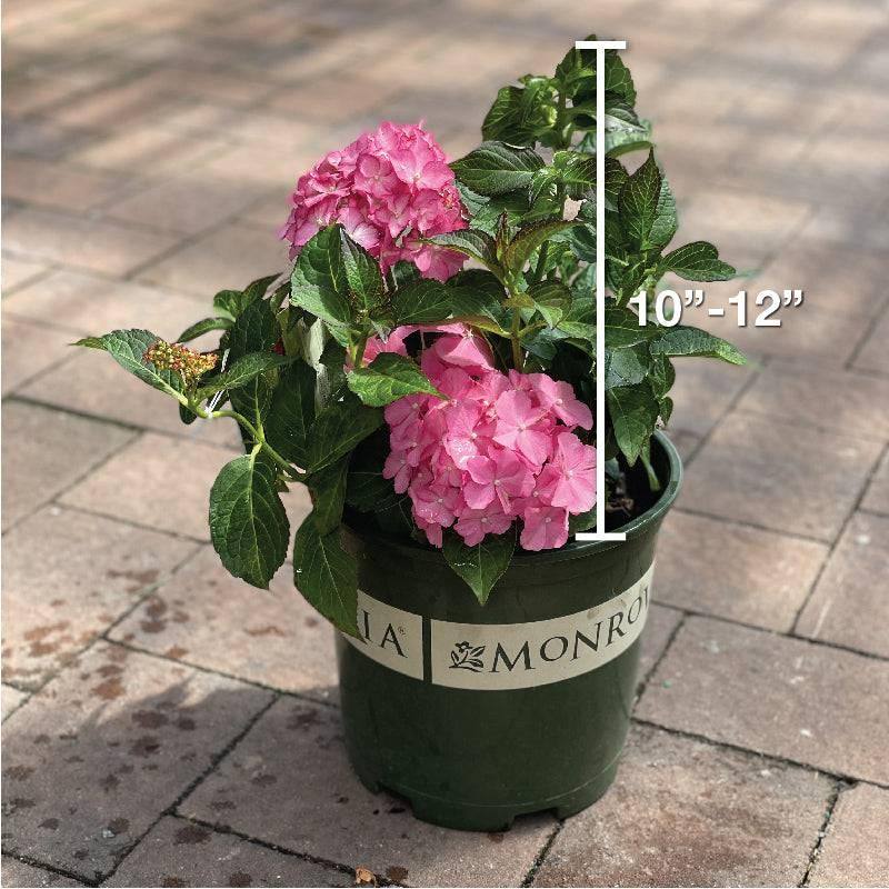 Hydrangea - Seaside Serenade® Hamptons - 2 gallon