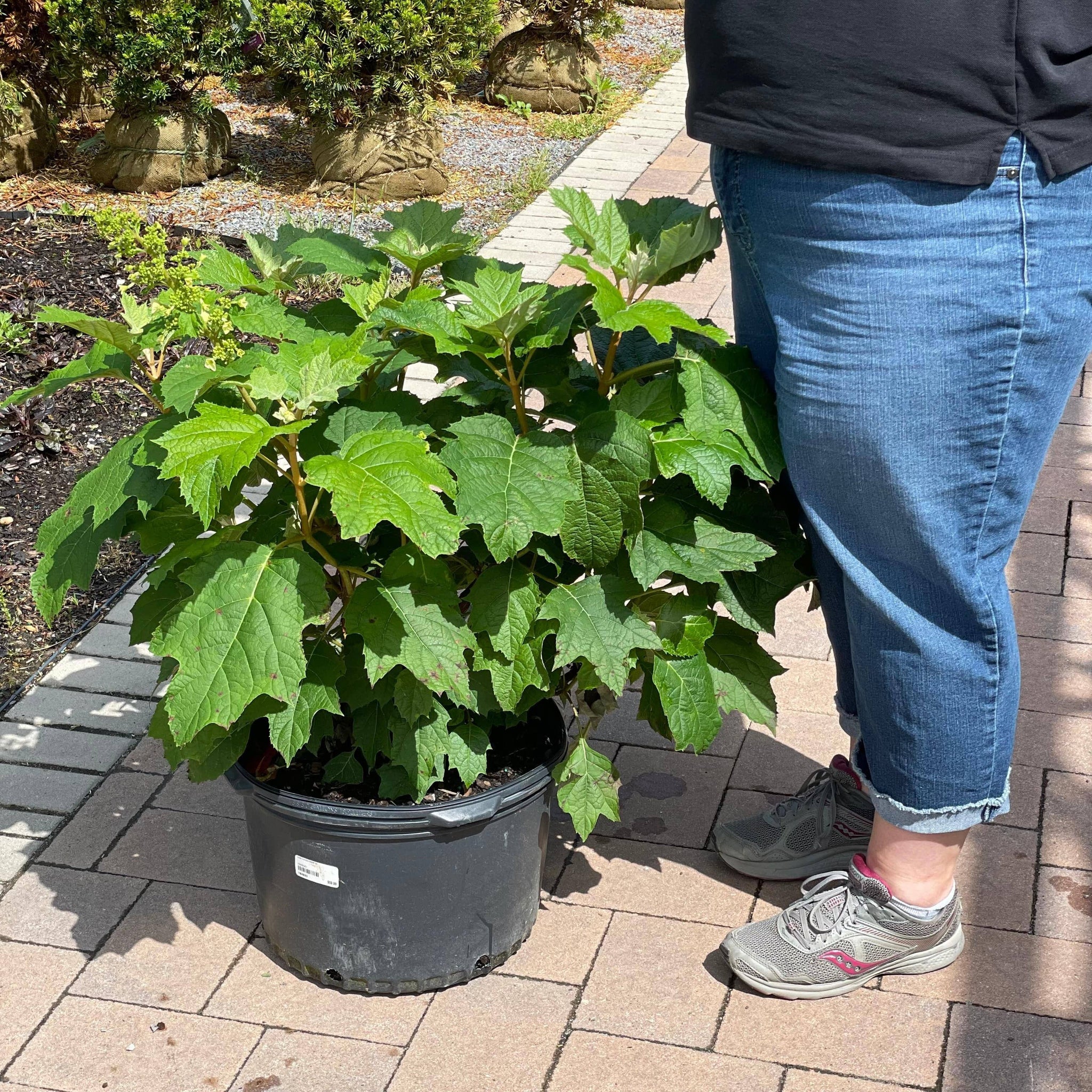 Hydrangea - Sikes Dwarf - 5 gallon