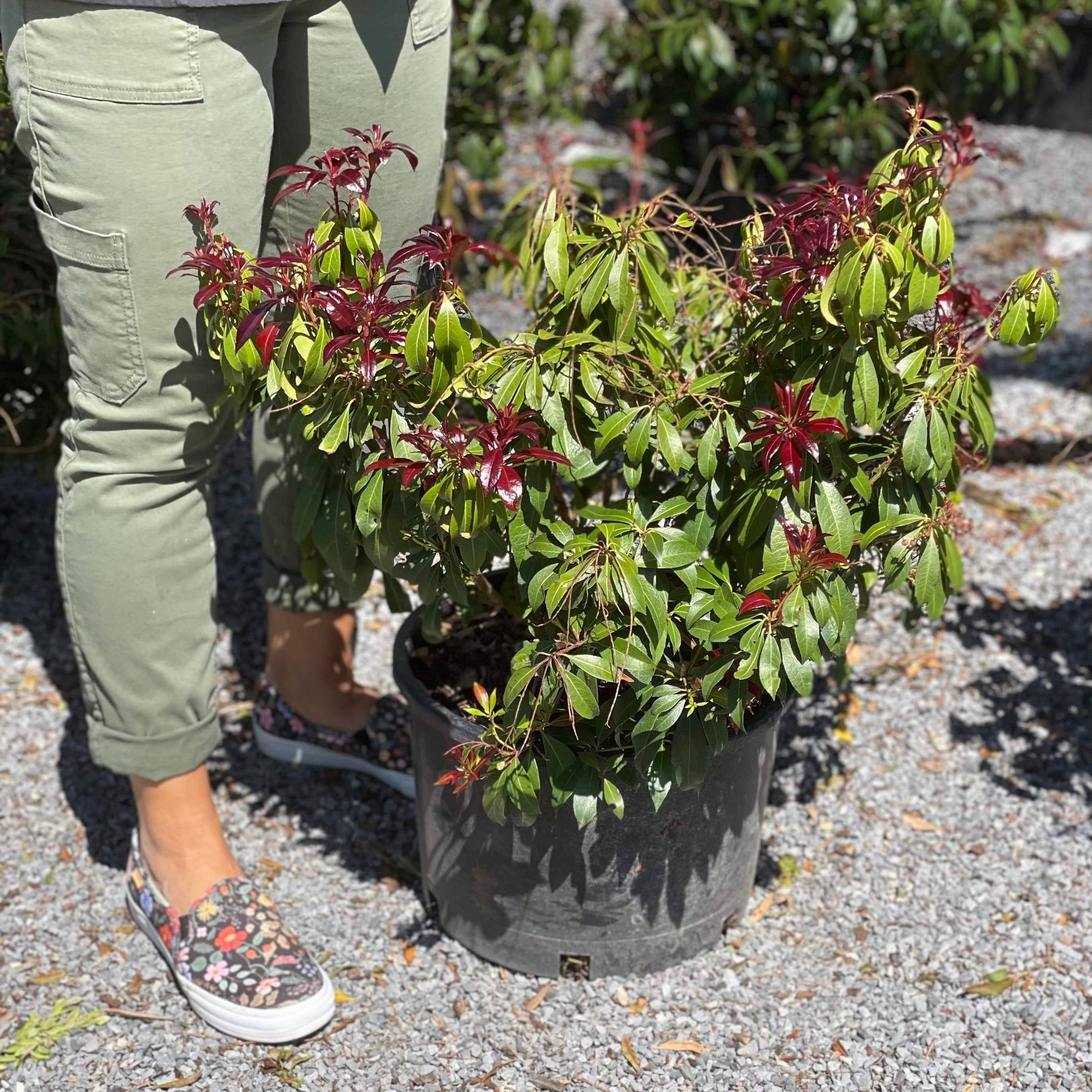 Japanese Andromeda - Katsura - 3 gallon