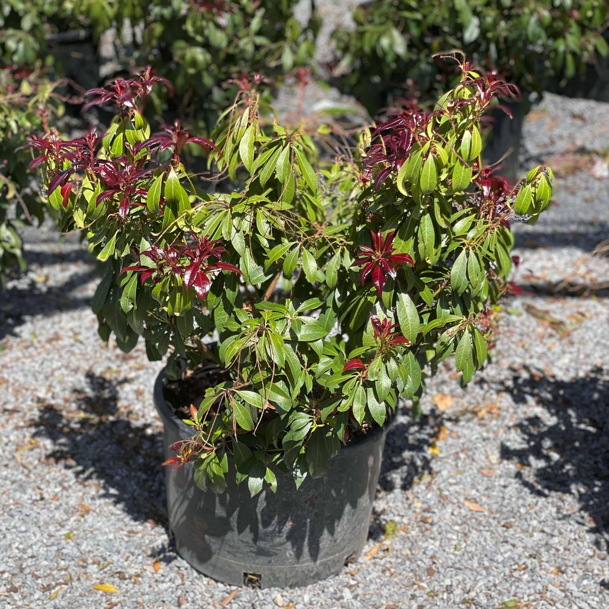 Japanese Andromeda - Katsura - 3 gallon