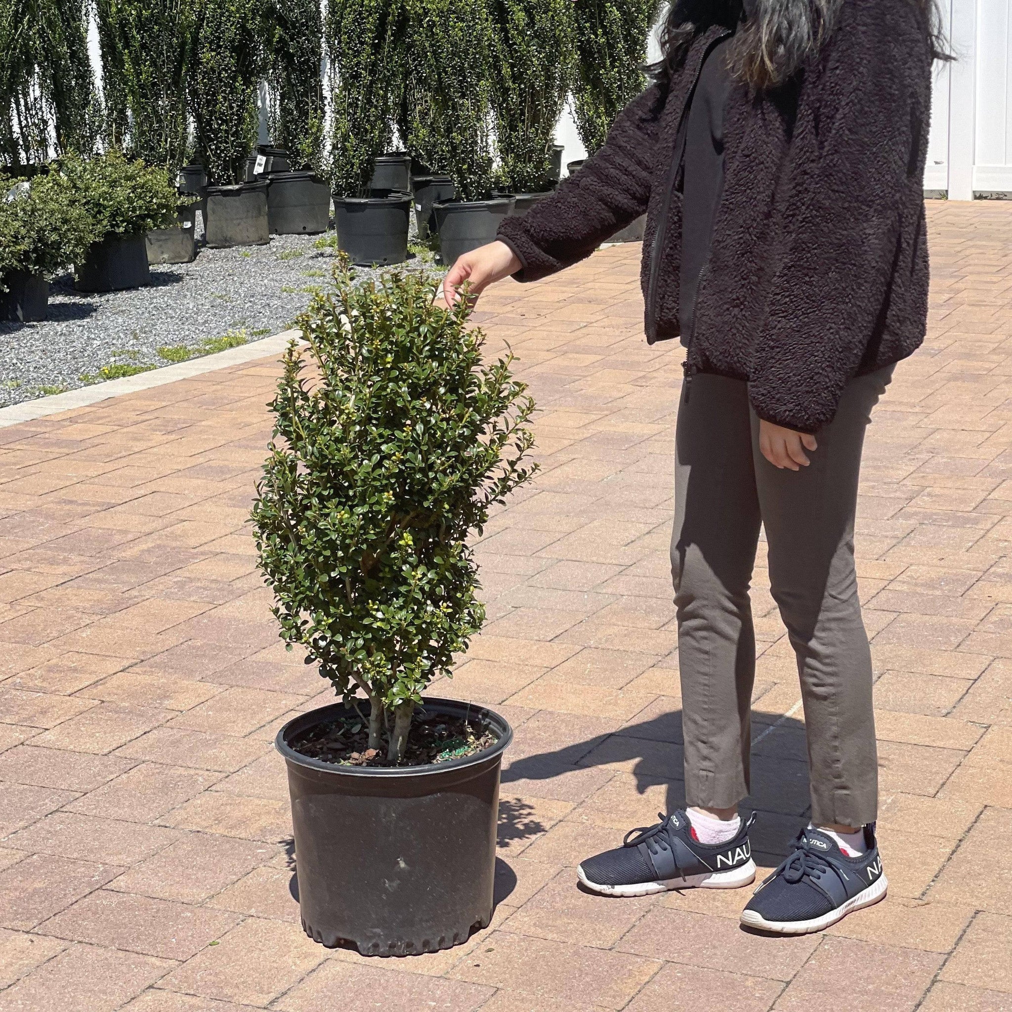 Japanese Holly - Steeds - 3 gallon