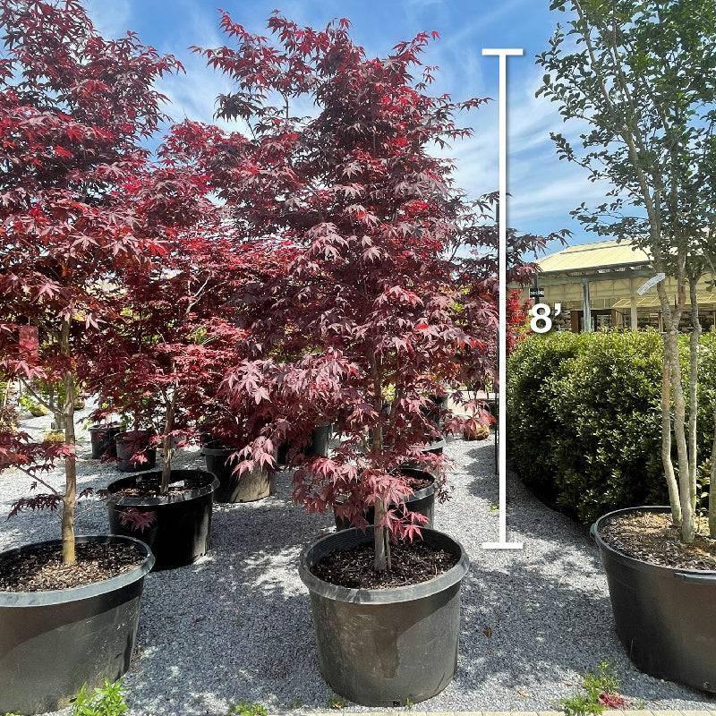 Japanese Maple - Emperor I® - 35 gallon