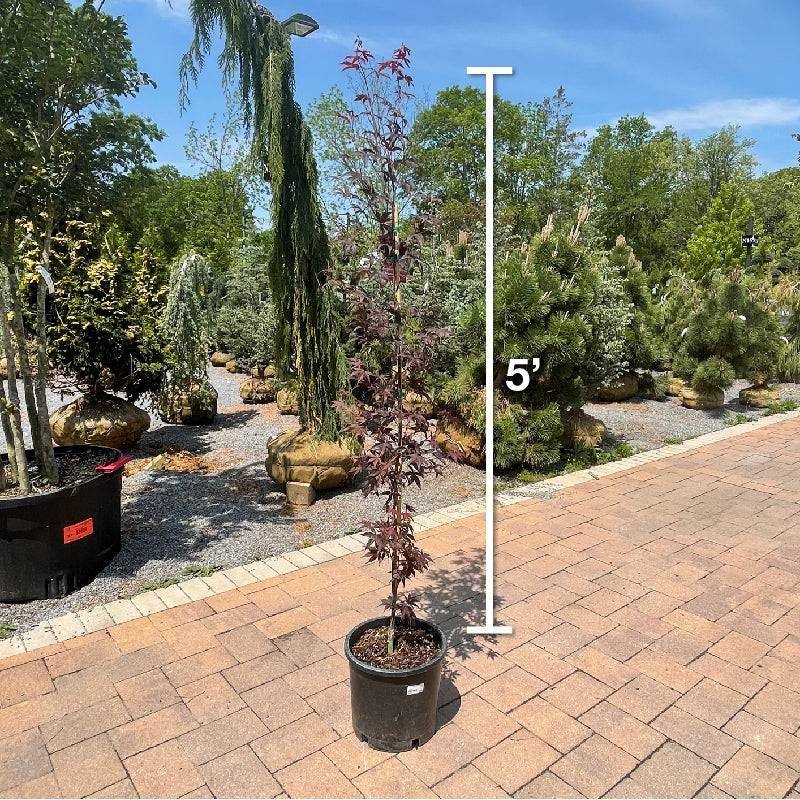 Japanese Maple - Fireglow - 5 gallon
