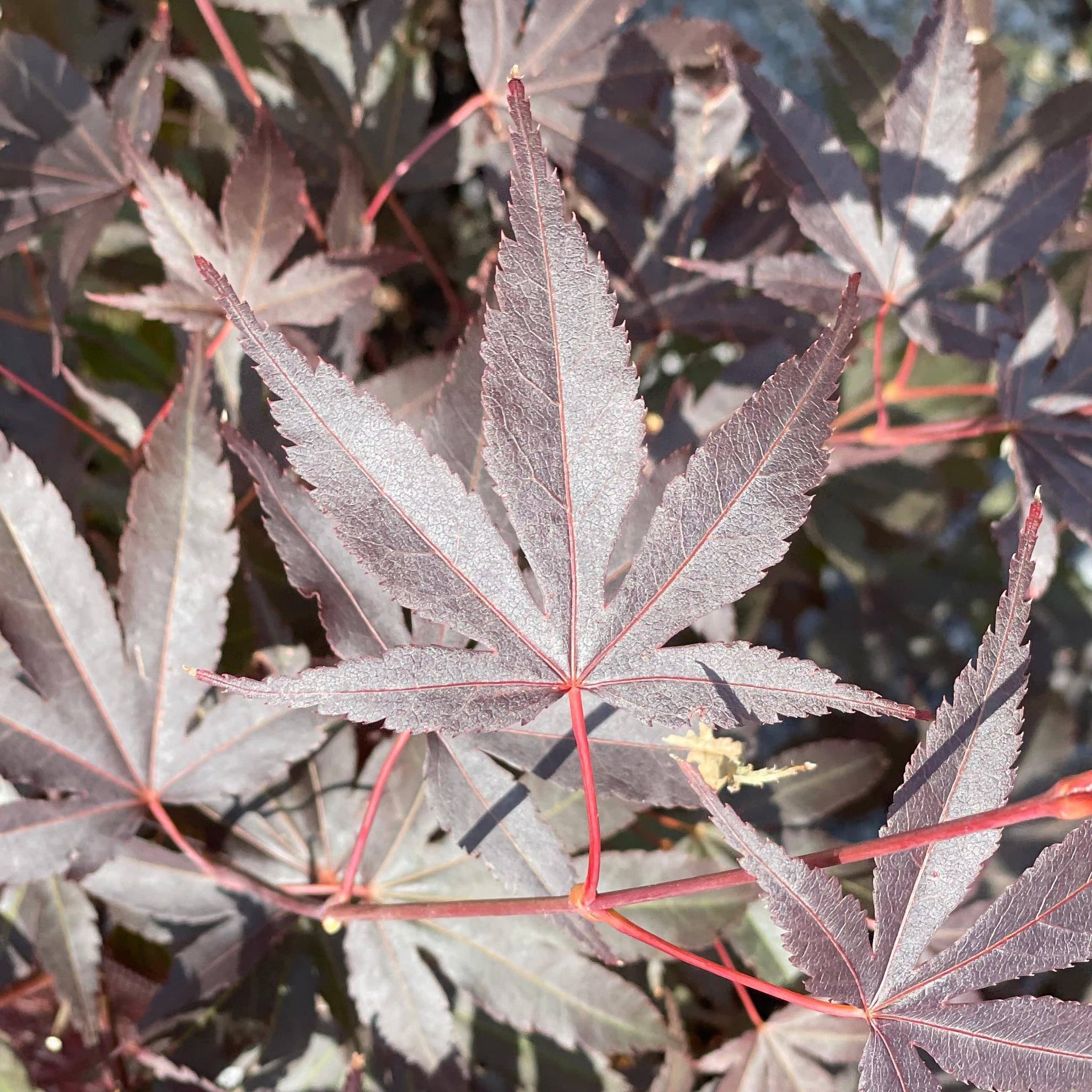 Japanese Maple - Rhode Island Red - 3 gallon