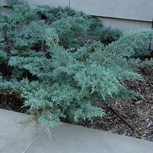Juniper - Angelica Blue - 3 gallon