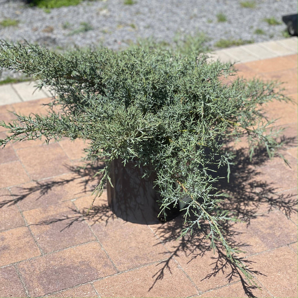 Juniper - Angelica Blue - 3 gallon