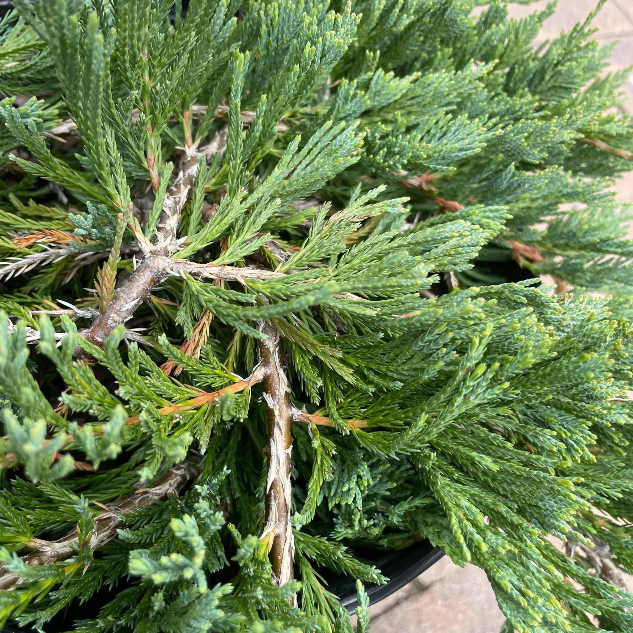Juniper - Bar Harbor - 3 gallon