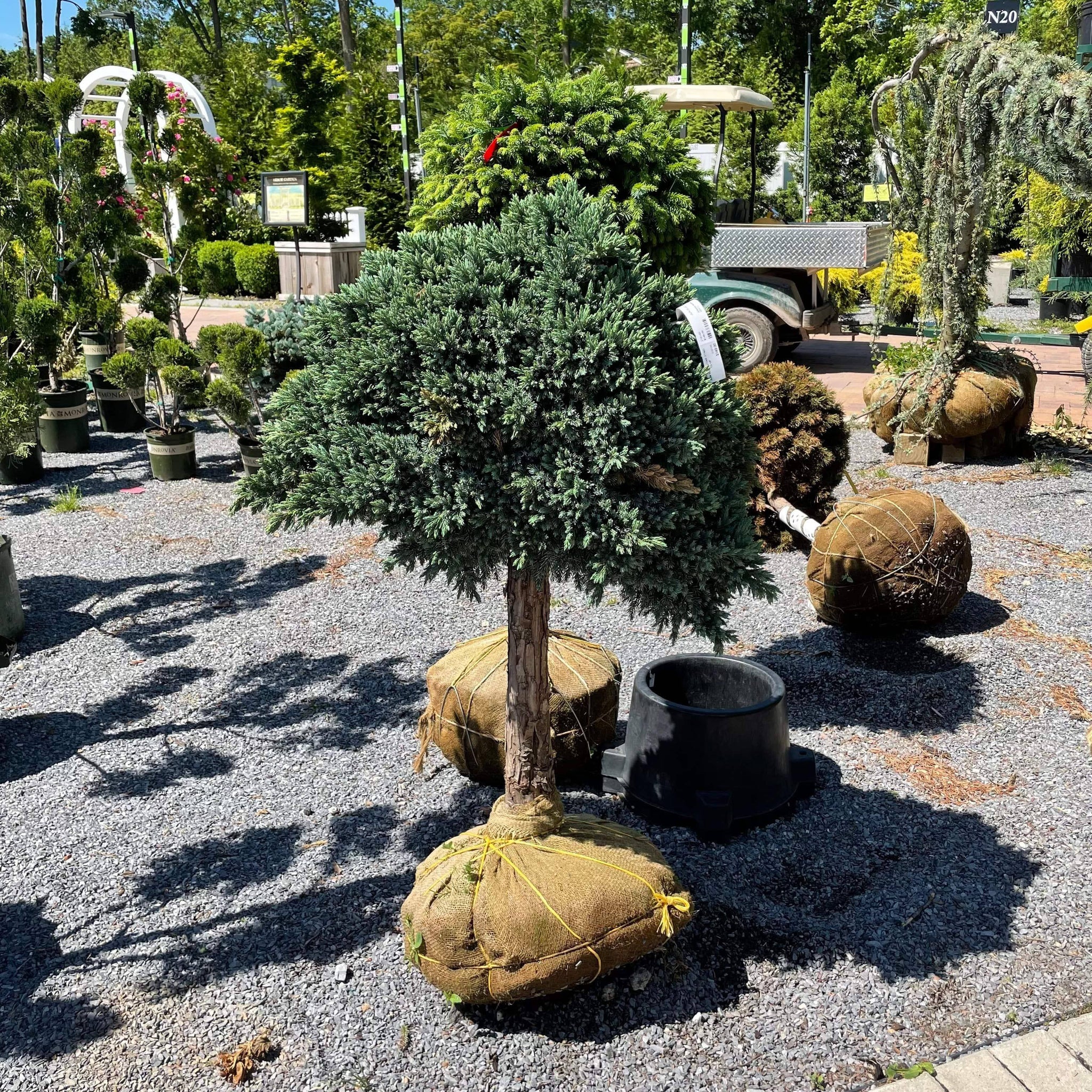 Juniper - Blue Star - Standard