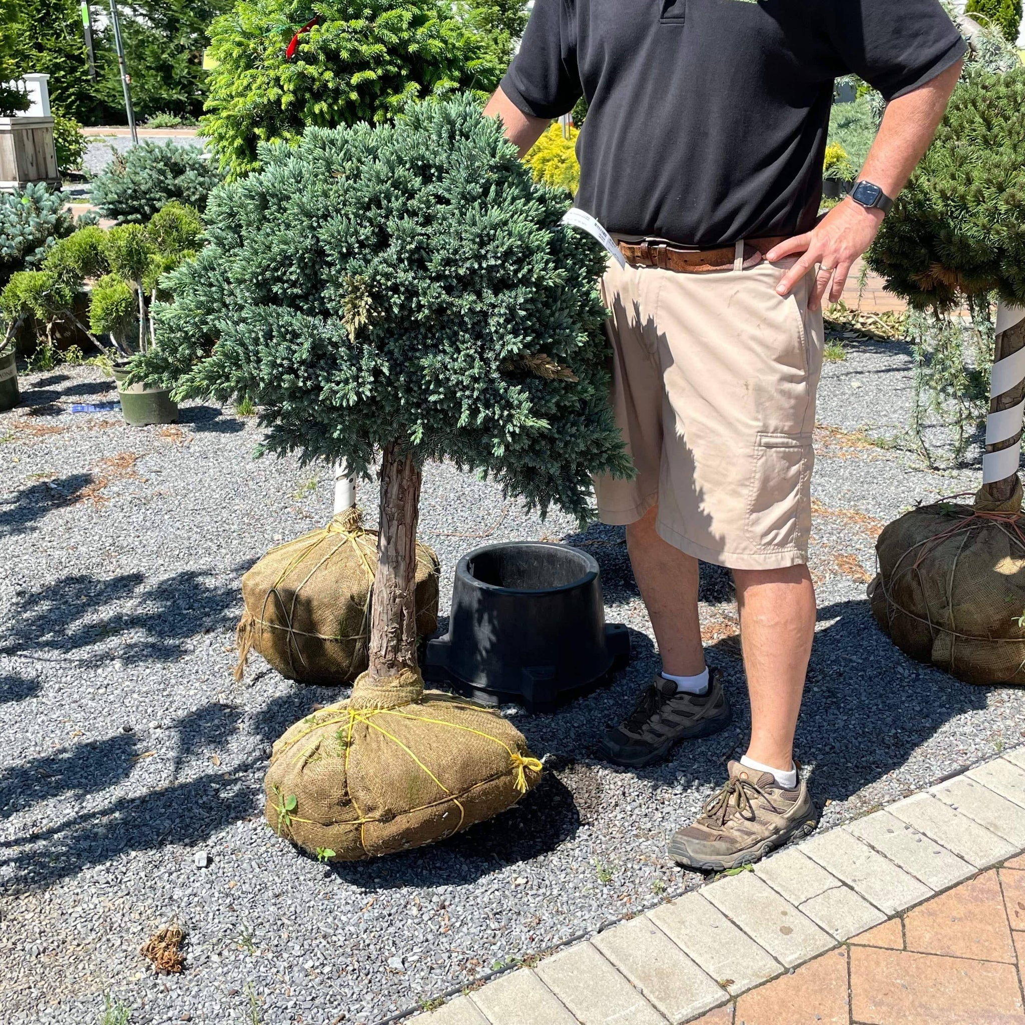 Juniper - Blue Star - Standard