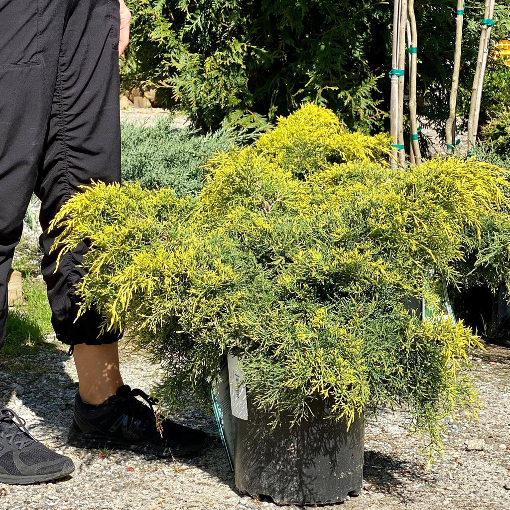 Juniper - Gold Lace - 3 gallon