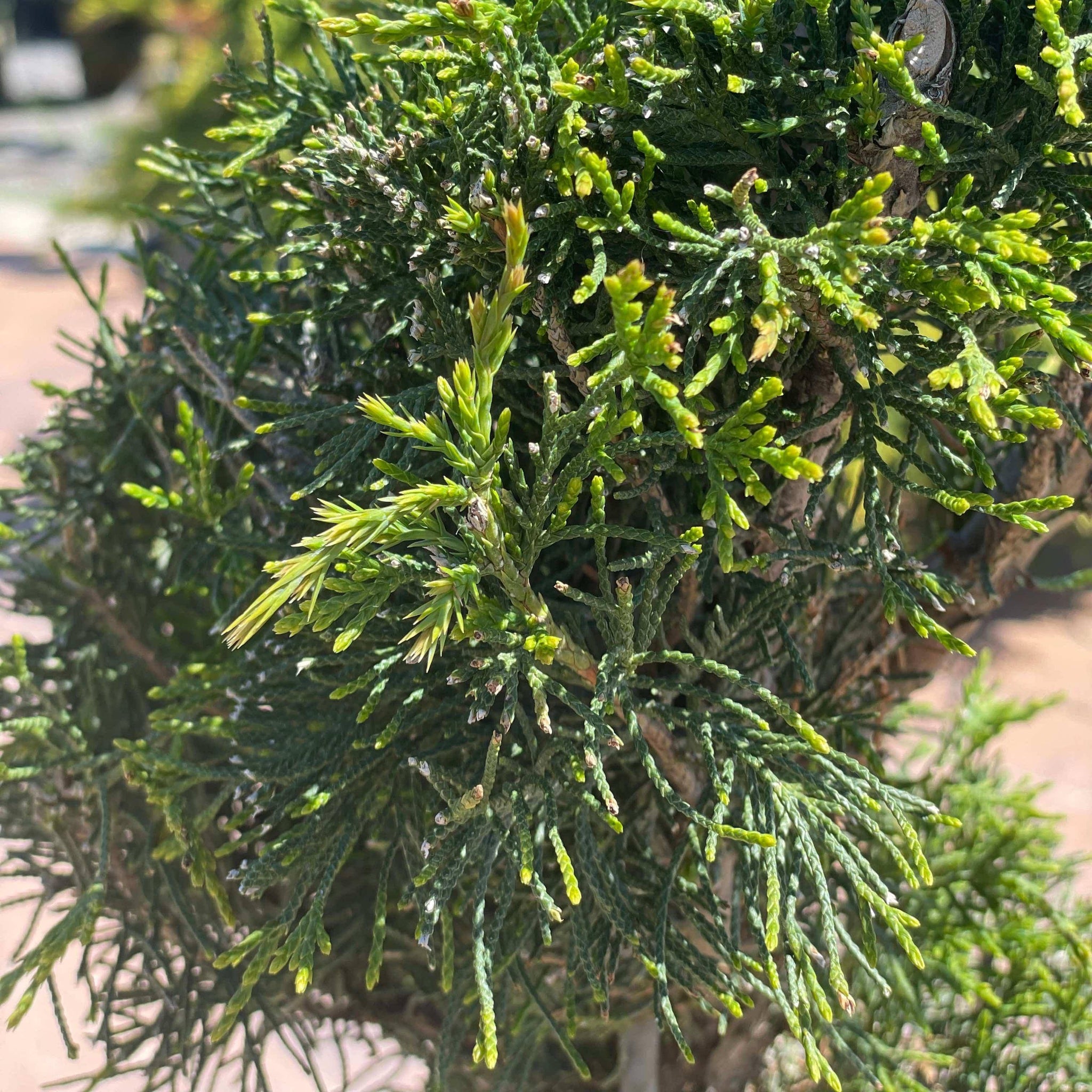 Juniper - Mint Julep Spiral - 5 gallon