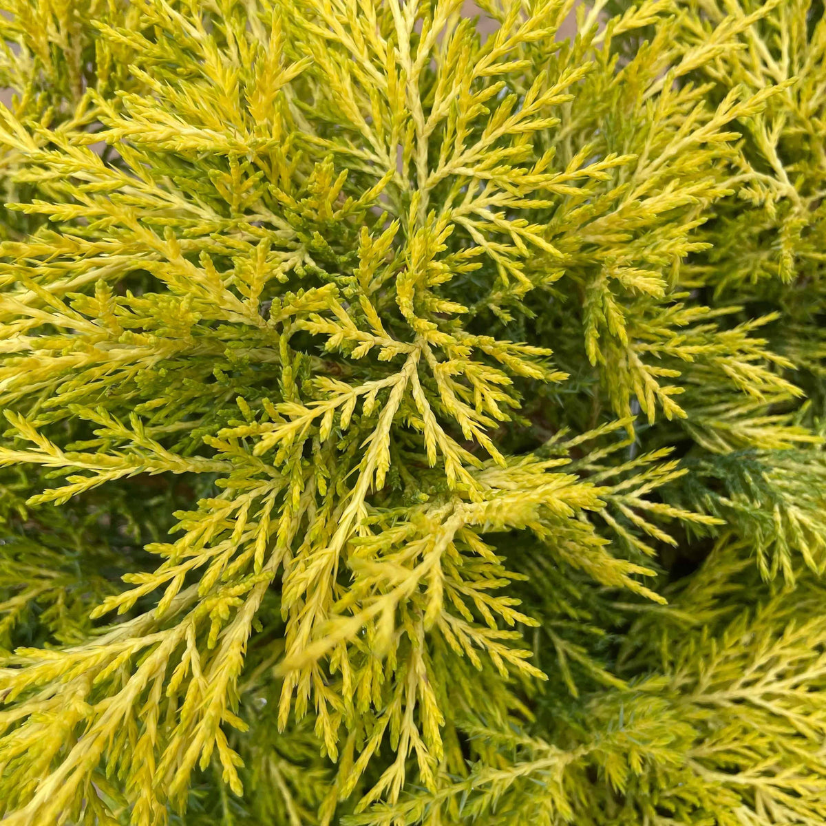 Juniper - Saybrook Gold - 3 gallon