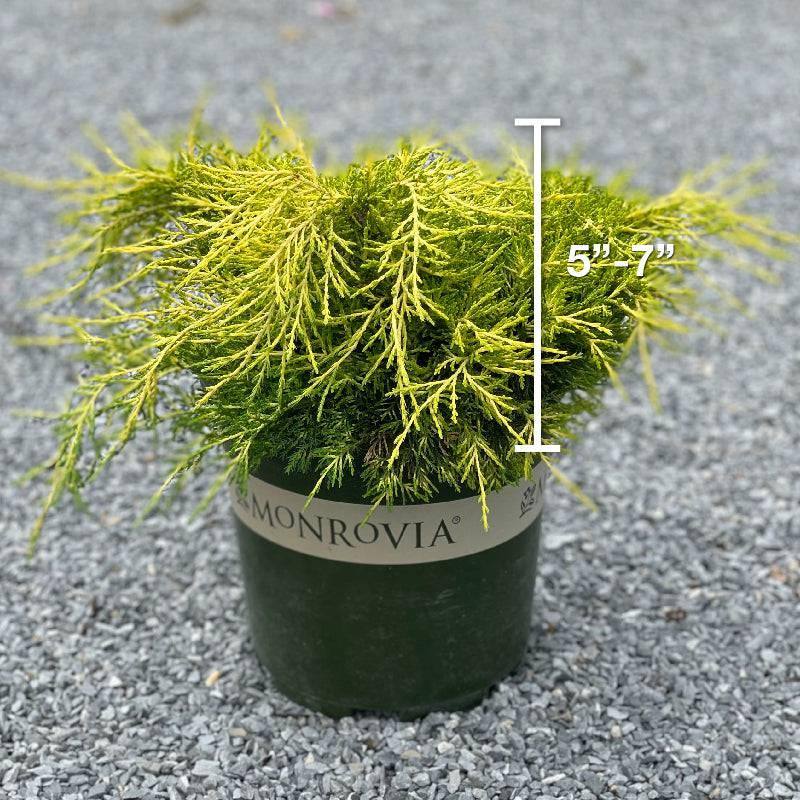 Juniper - Sea of Gold - 2 gallon