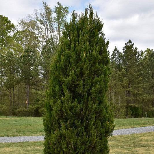Upright Juniper Shrubs