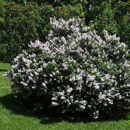 Lilac - Miss Kim - 3 gallon