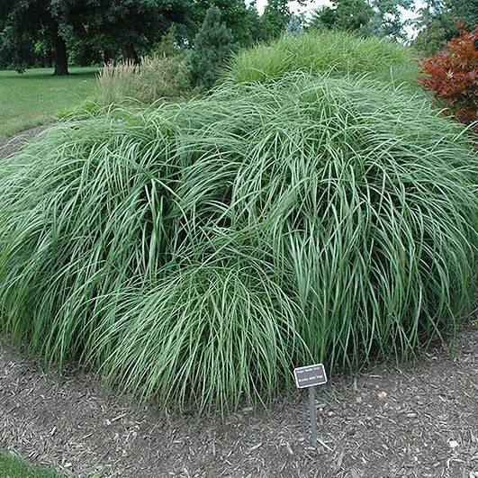 Variegated Maiden Grass Morning Light