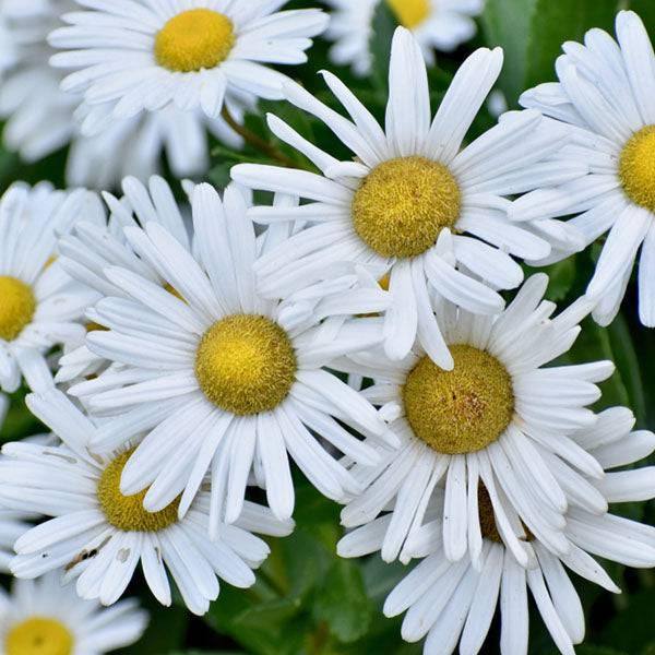 Montauk Daisy - 9-inch