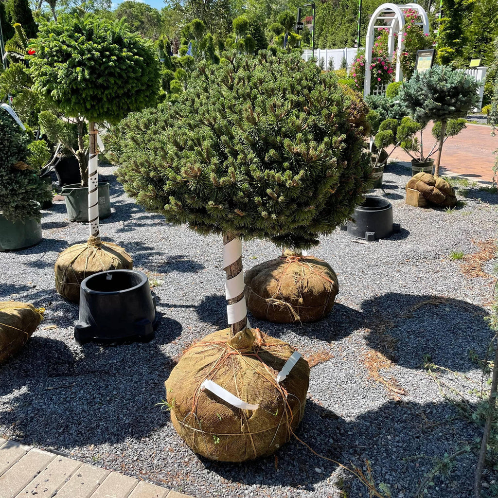 Pine - Dwarf Mugo Pine - Standard