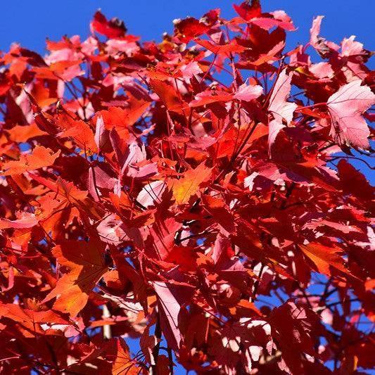 Red Maple - October Glory - Balled and Burlapped