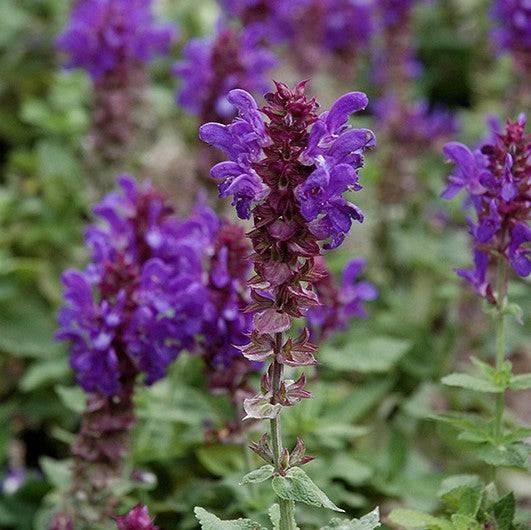 Sage - Blue Marvel - 2 gallon