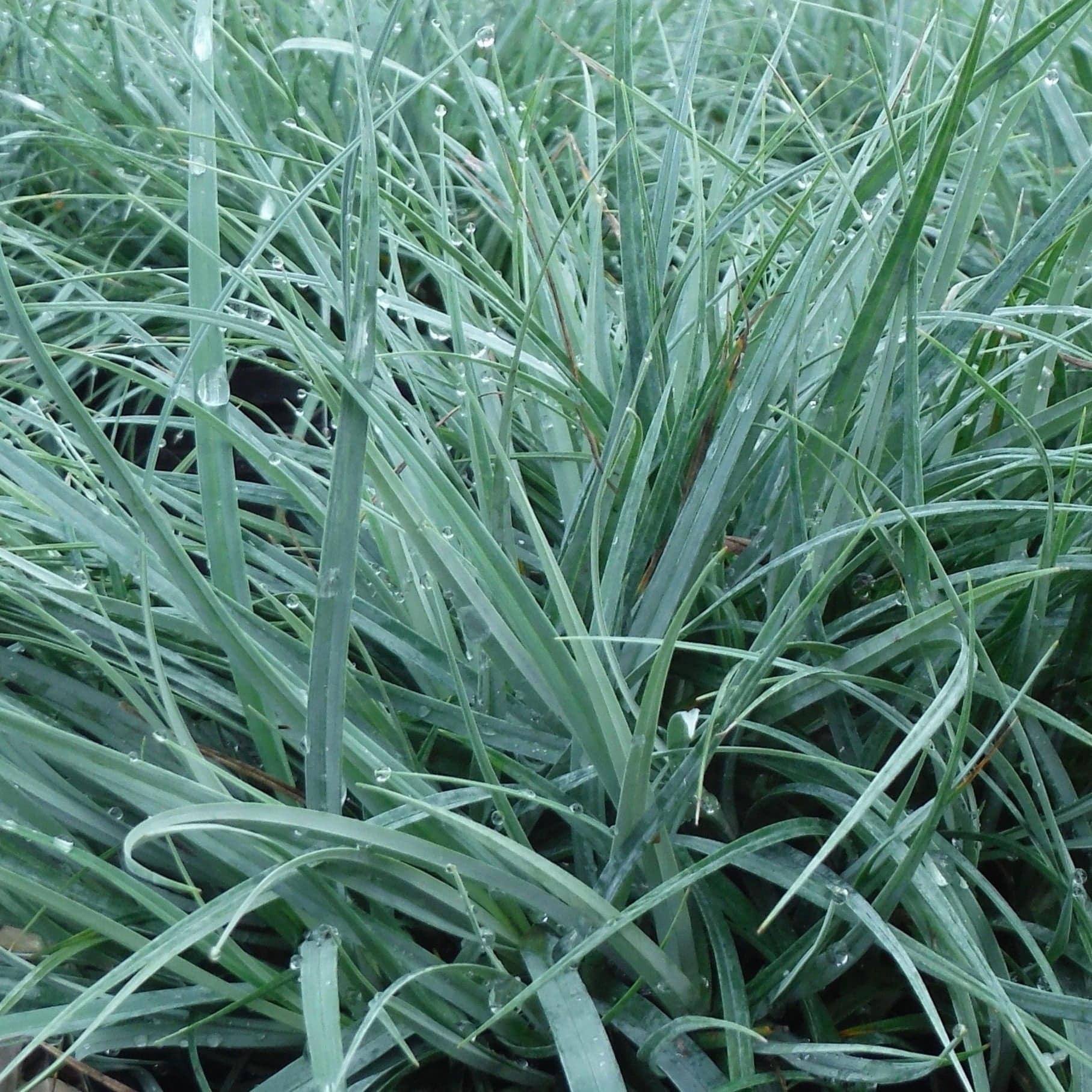 Sedge - Blue Zinger - 1 gallon