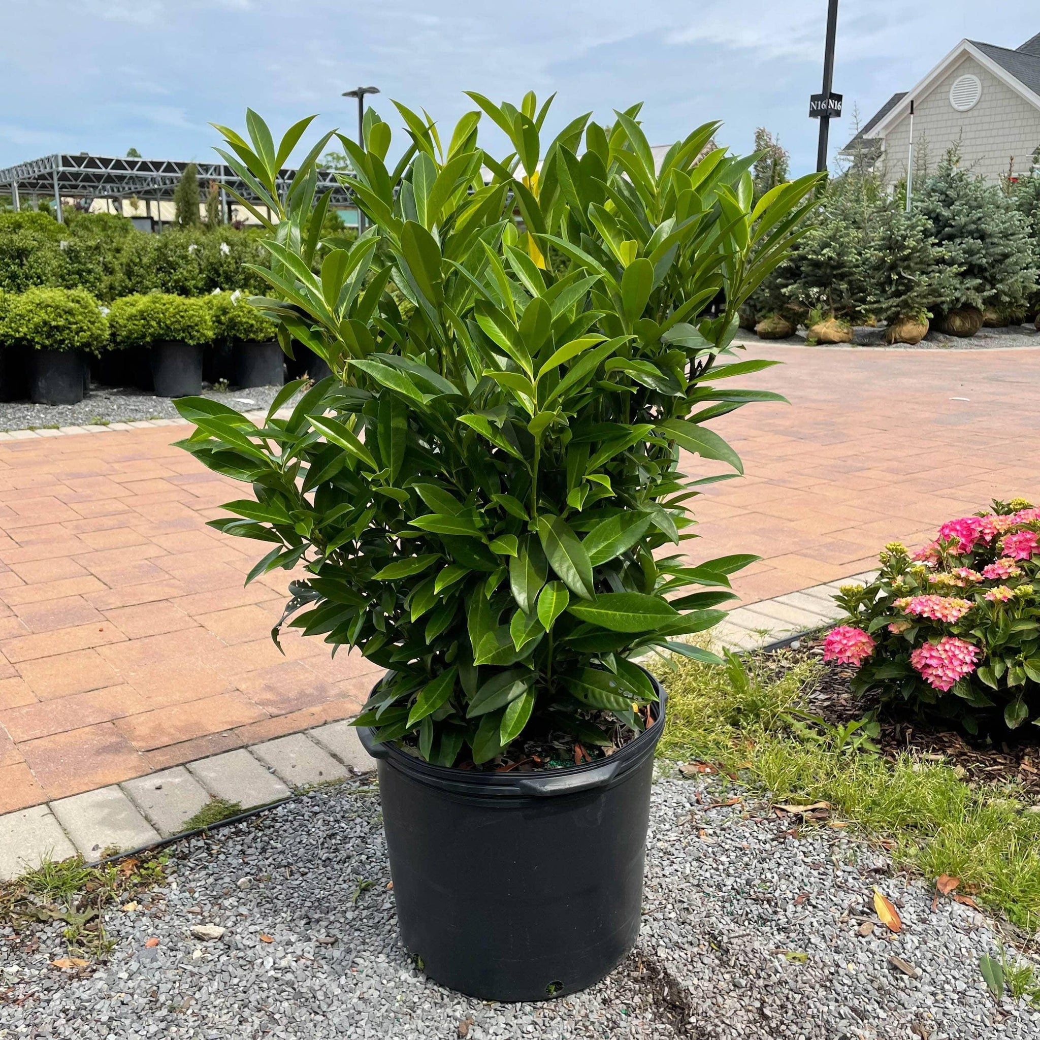 Skip Laurel - 7 gallon