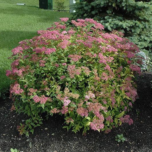 Spirea - Gold Flame - 3 gallon