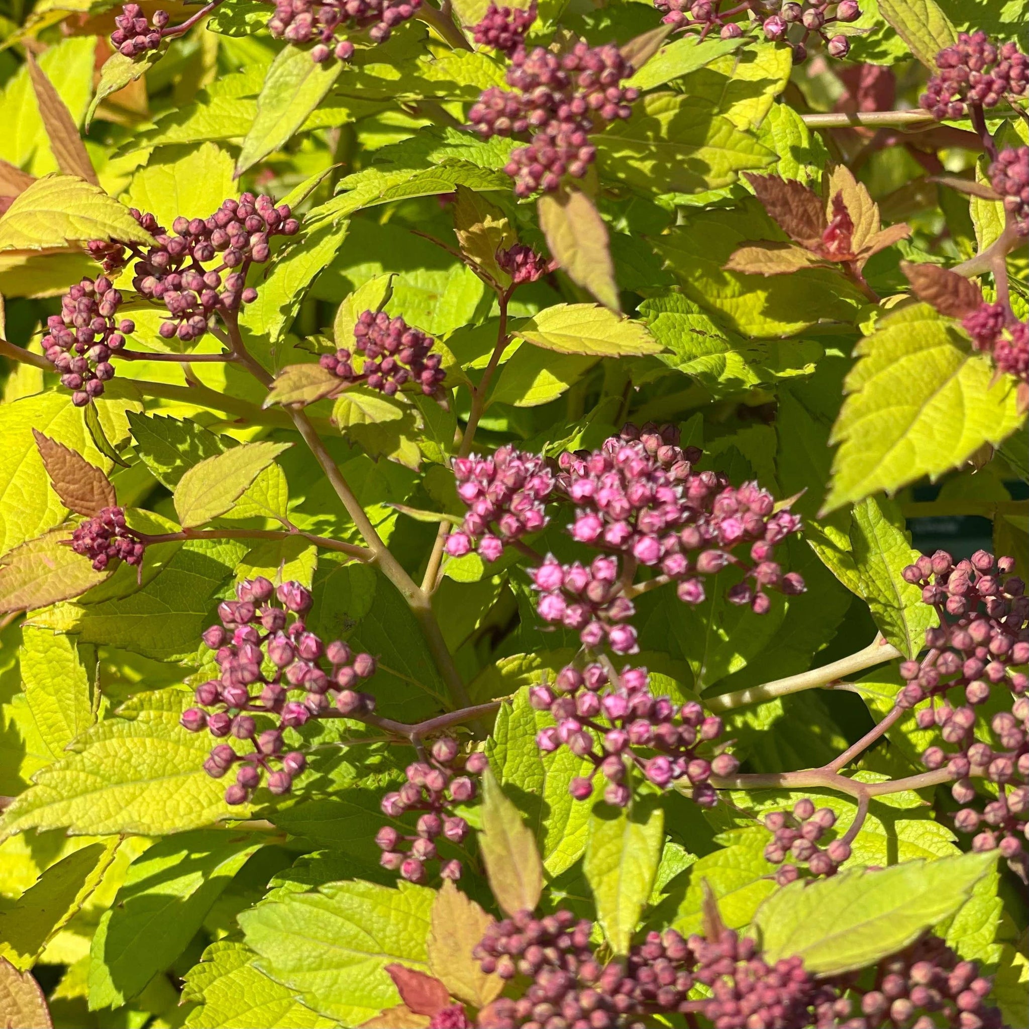Spirea - Gold Flame - 3 gallon