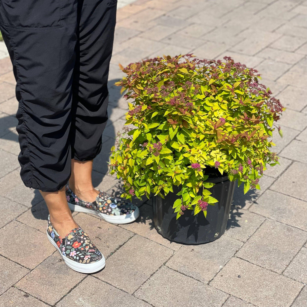 Spirea - Gold Flame - 3 gallon