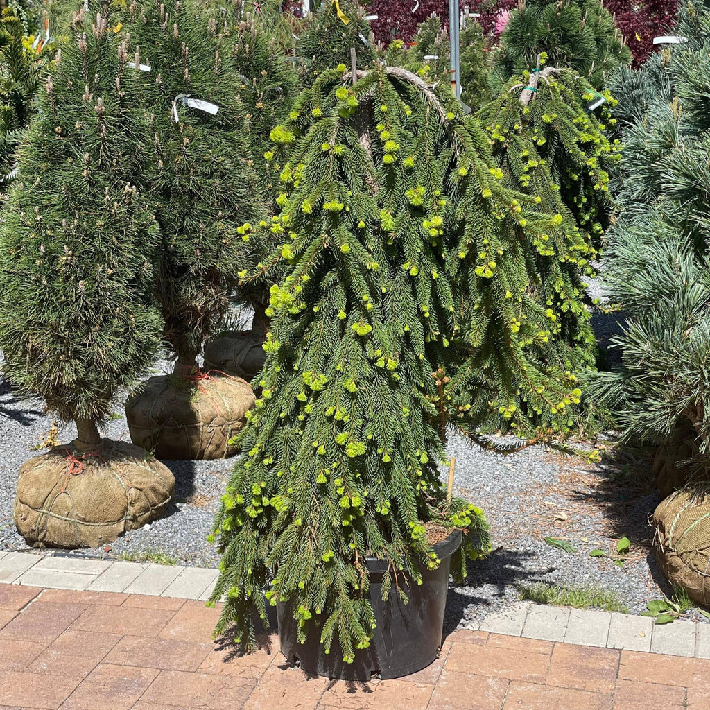 Spruce - Weeping Norway - 10 gallon