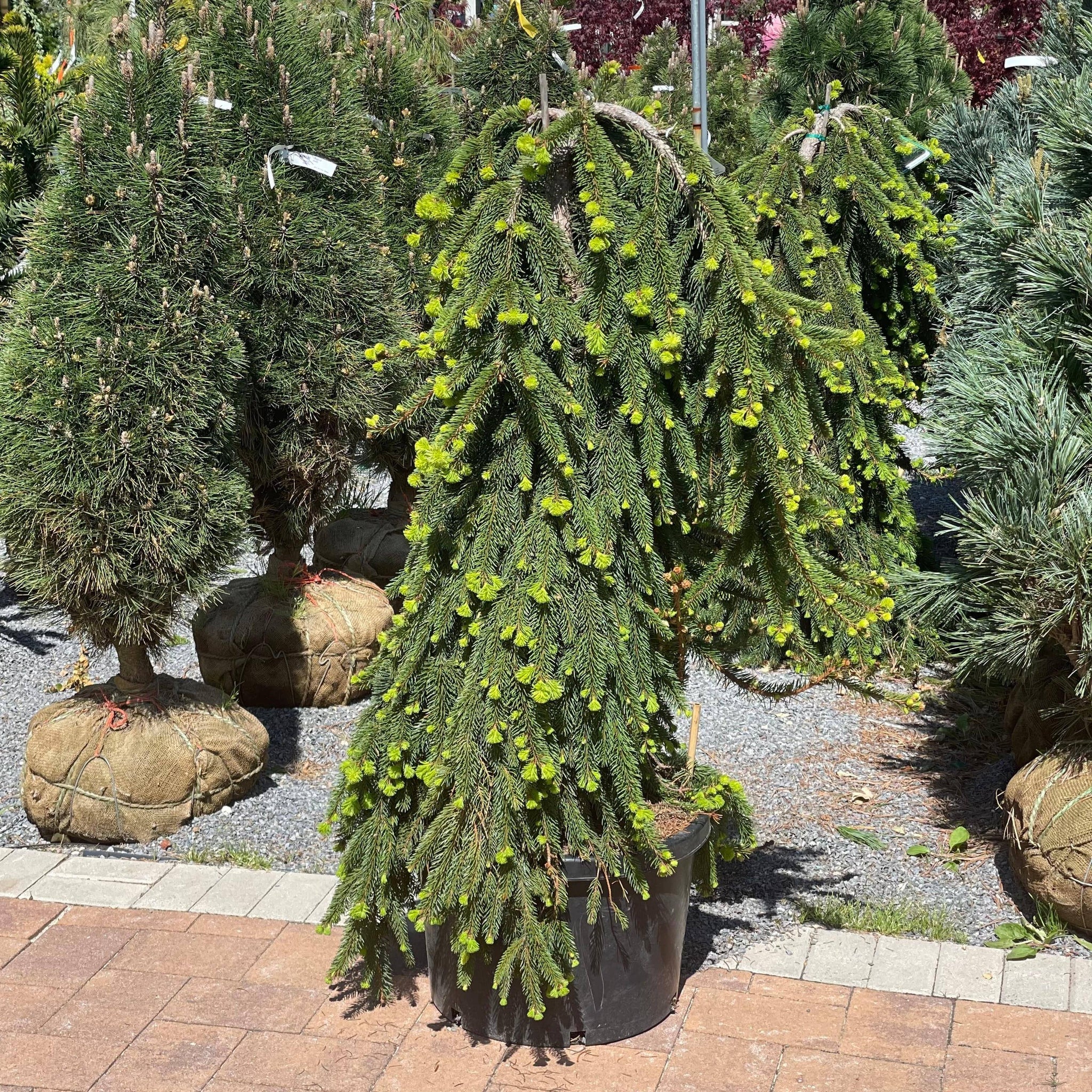 Spruce - Weeping Norway - 10 gallon