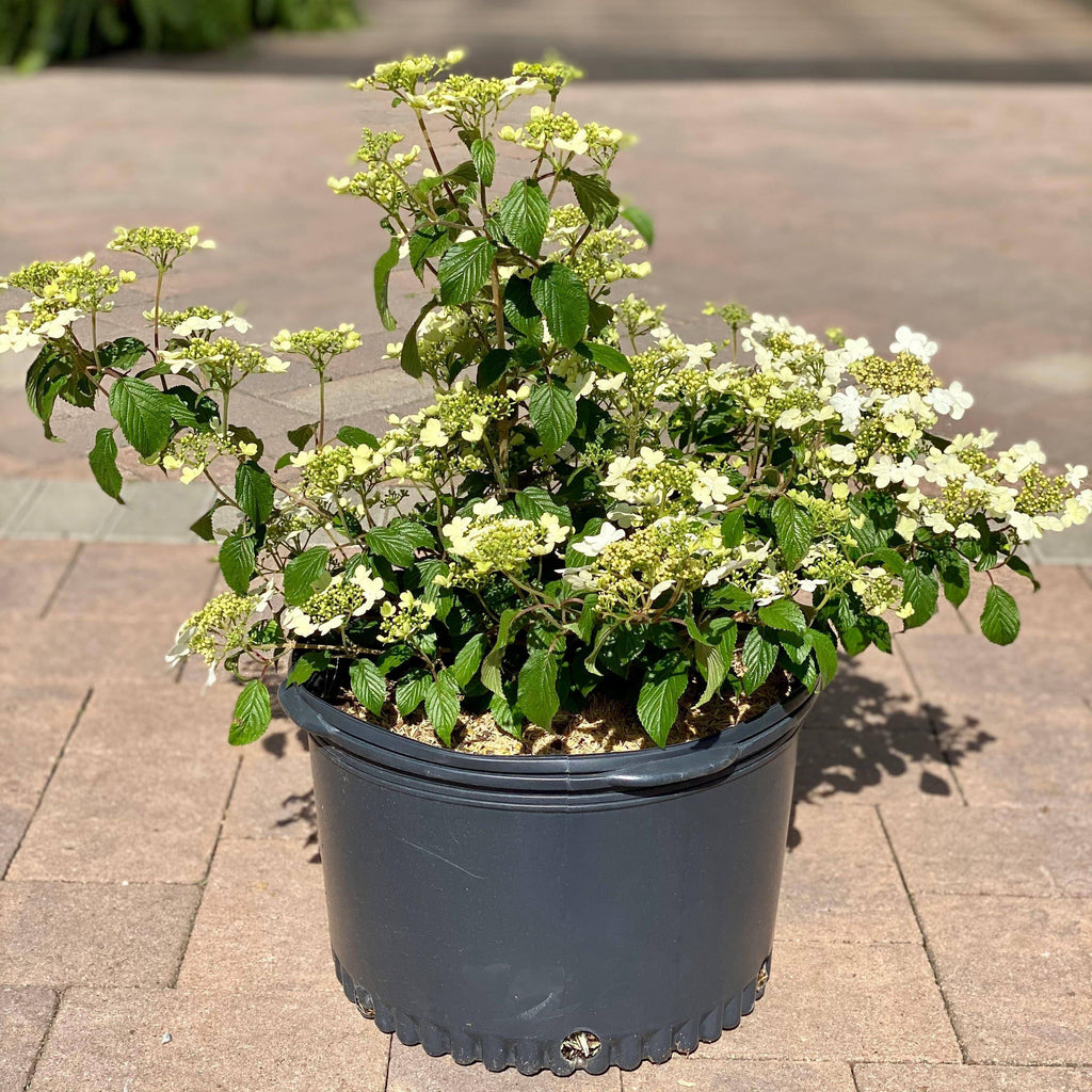 Viburnum - Summer Snowflake - 5 gallon