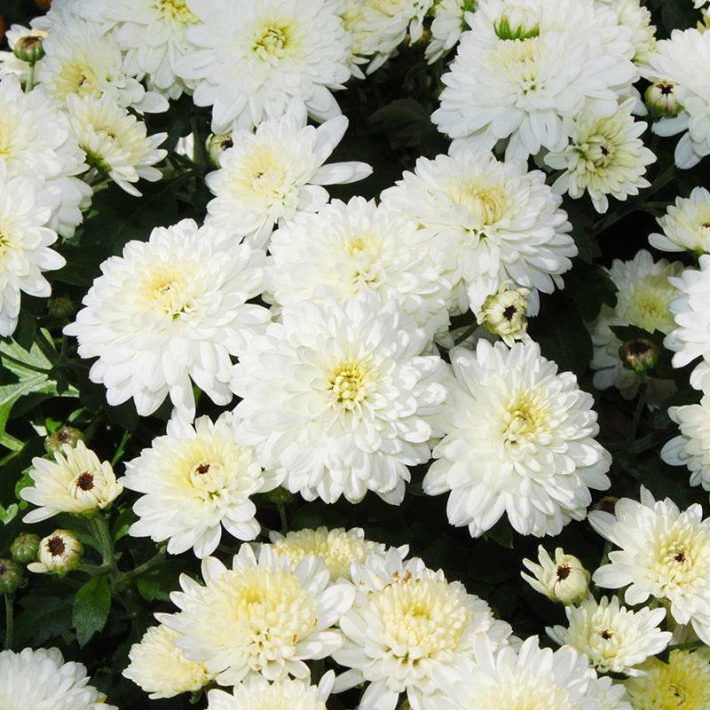 Hardy Mum - 12-inch