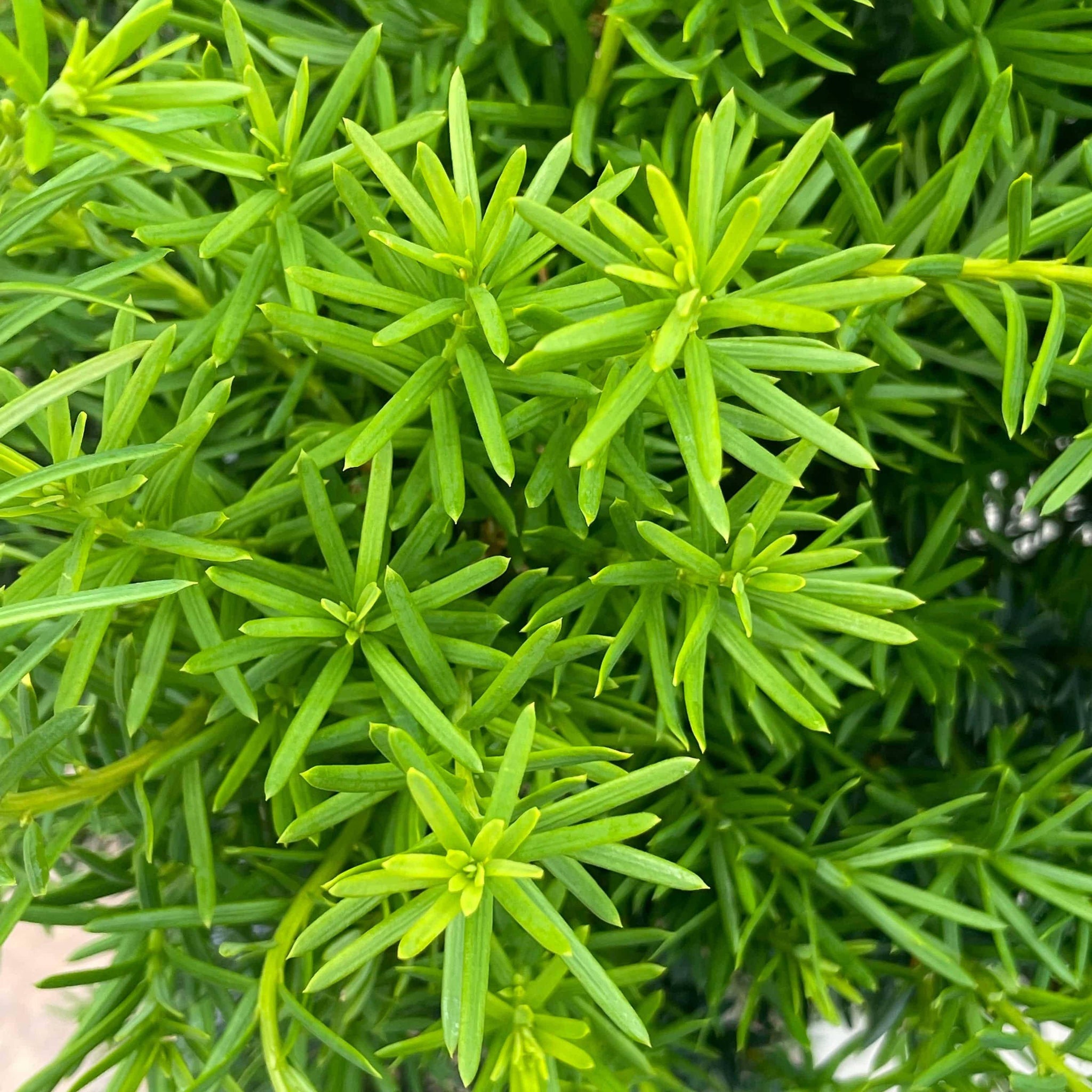 Yew - Hatfield - 7 gallon