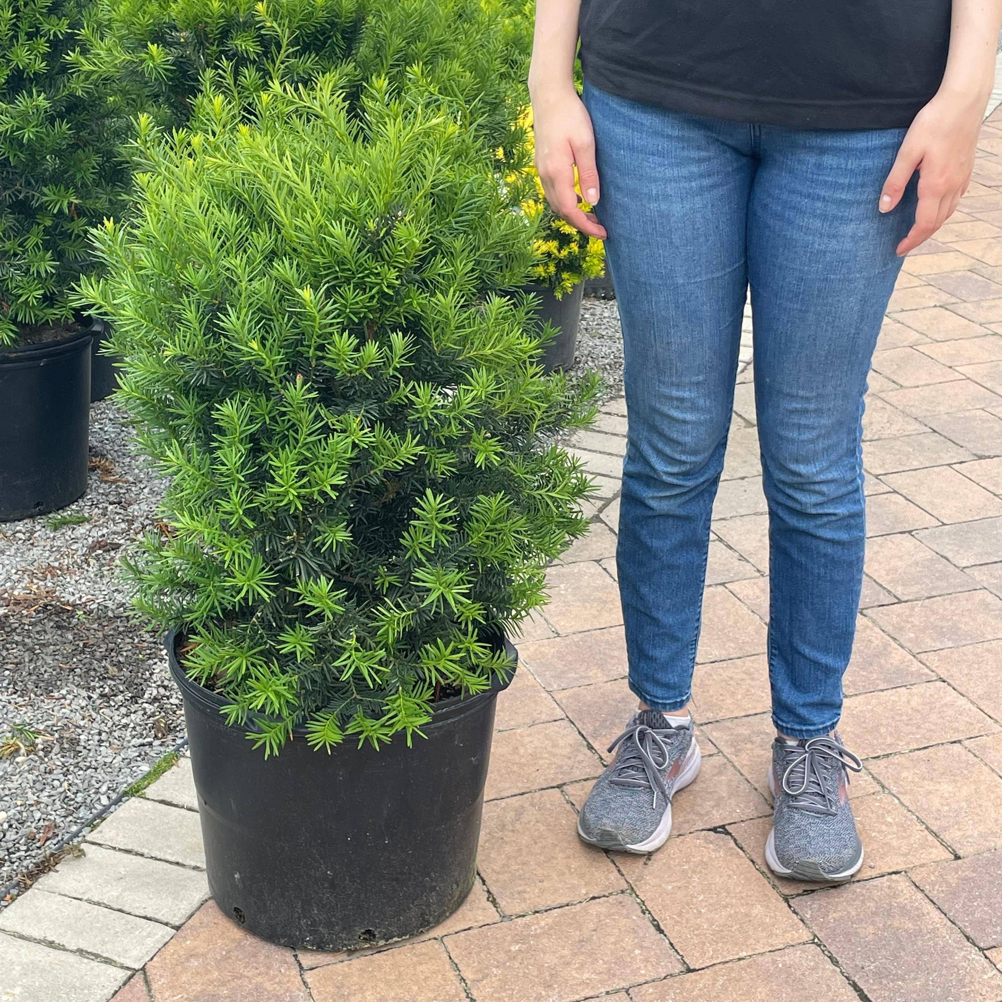 Yew - Hatfield - 7 gallon