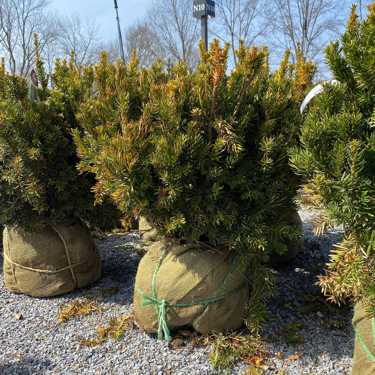 Yew - Hatfield - Balled and Burlapped