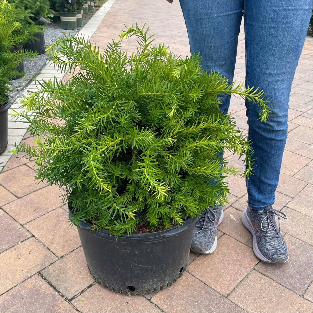 Yew - Spreading - 5 gallon