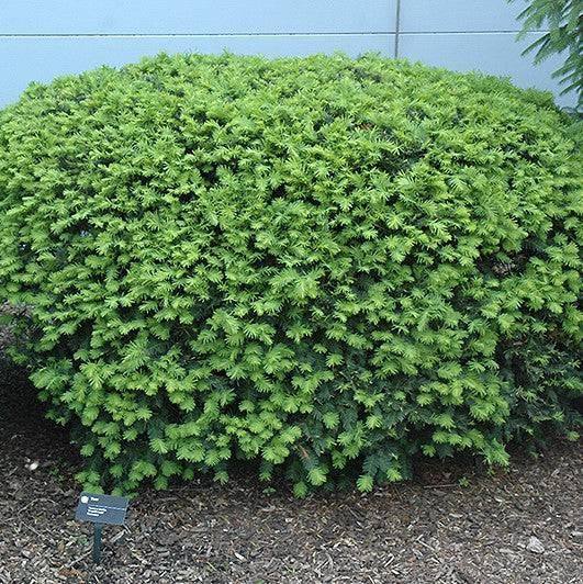 Yew - Spreading 'Densiformis' - Balled and Burlapped