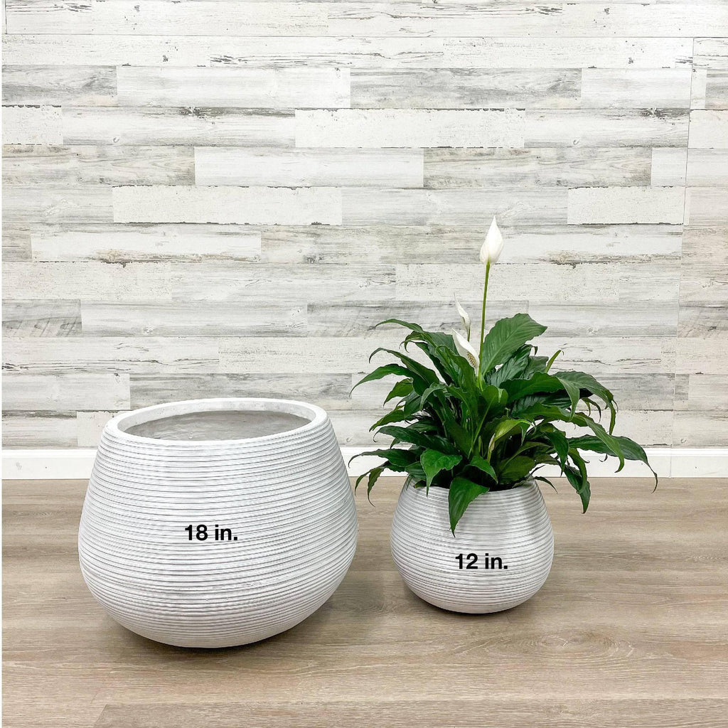 Fiberclay Belly Planter - White - 12-inch