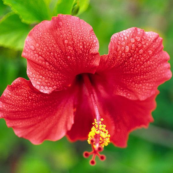 Tropical Hibiscus - Braided - 8-inch Pot