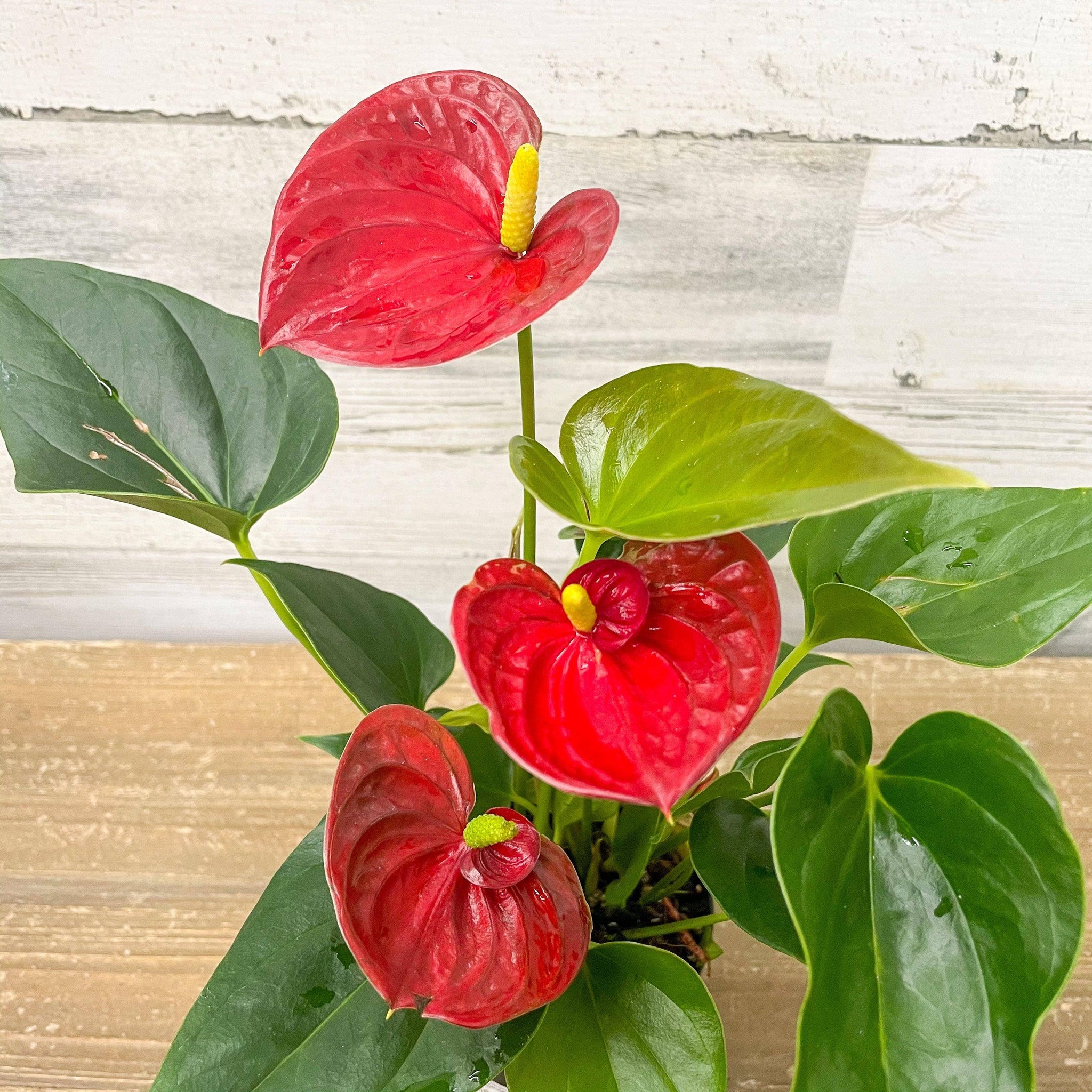 Lasting Color Indoor Plants
